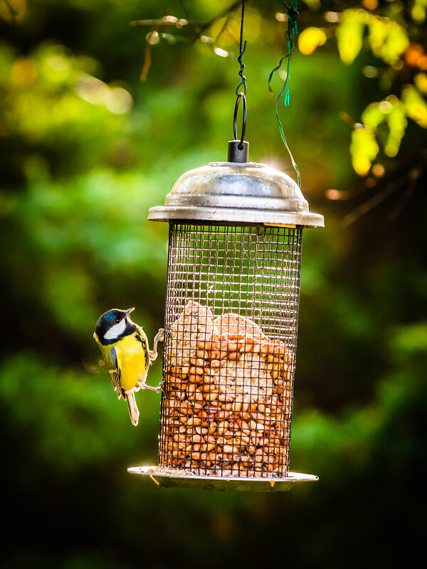 Fugls føde - Fotograf Mathias Vejerslev / Dokumentaristen.dk